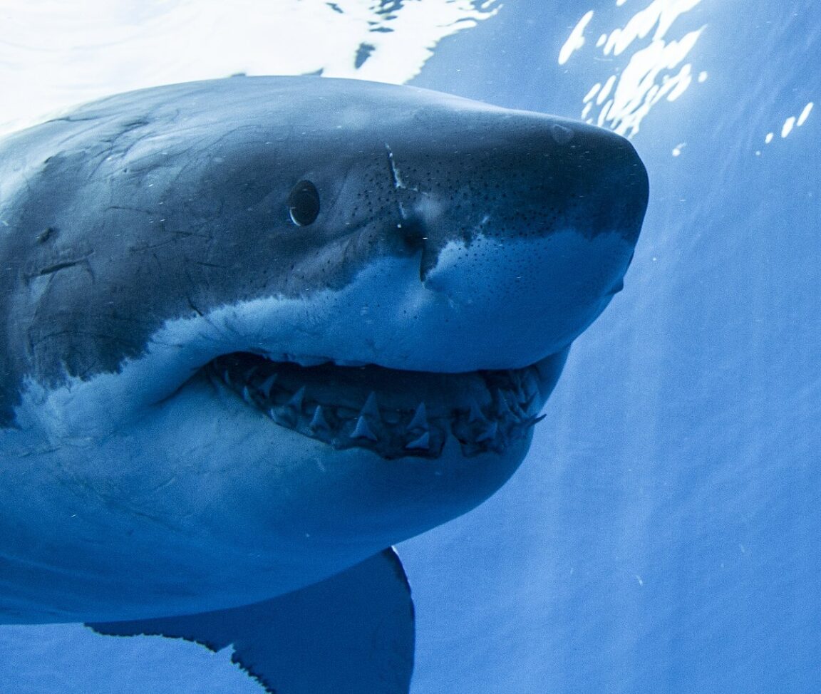 The Top 20 Predators in The Food Chain