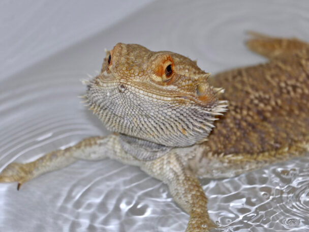 The 15 Best House Pets That Aren't Dogs Or Cats