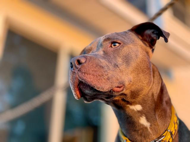 The 15 Most Dangerous Dog Breeds