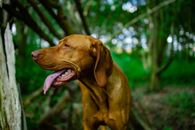 15 Dog Breeds That Act Like Cats