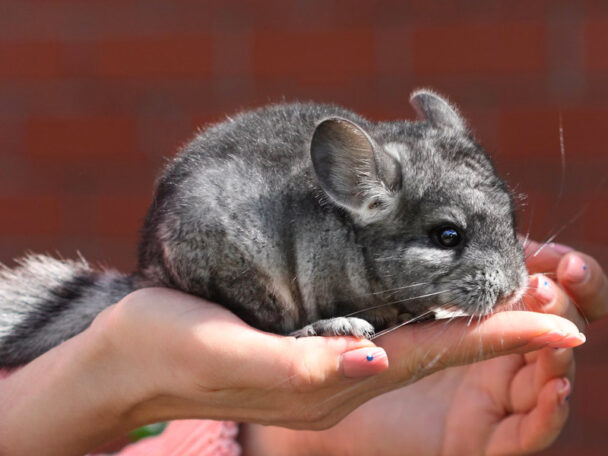 The 15 Best House Pets That Aren't Dogs Or Cats