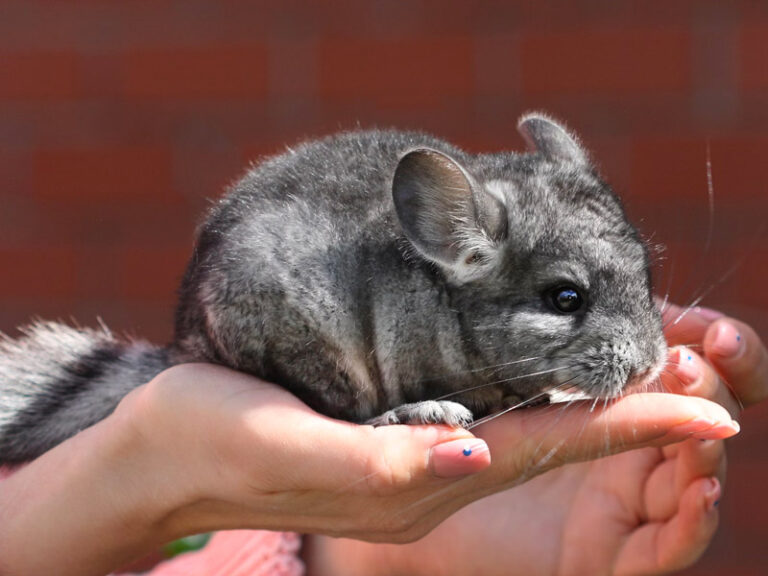 The 15 Best House Pets That Aren't Dogs Or Cats