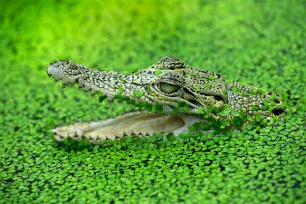 20 Top Predators In The Food Chain