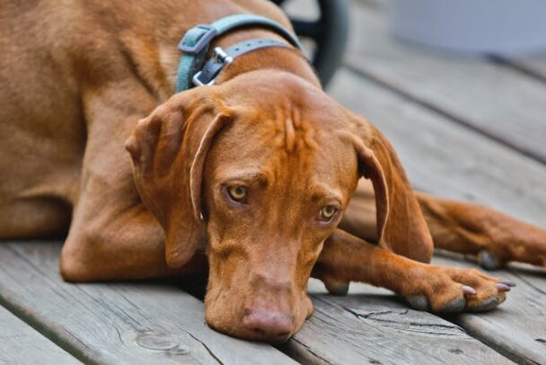 20 Best Mid-Sized Dog Breeds