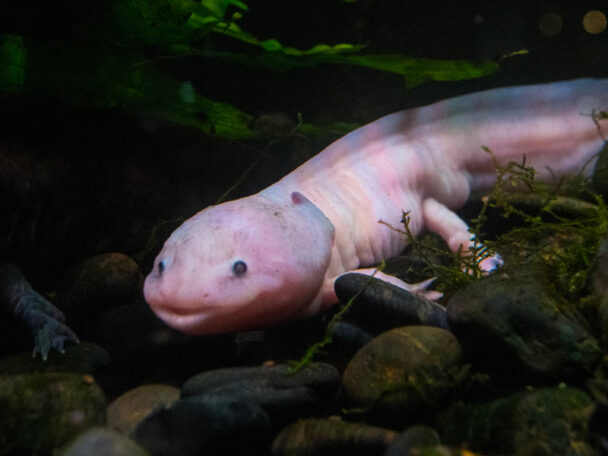 The 15 Best House Pets That Aren't Dogs Or Cats