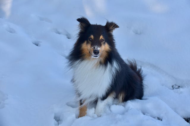 20 Best Mid-Sized Dog Breeds