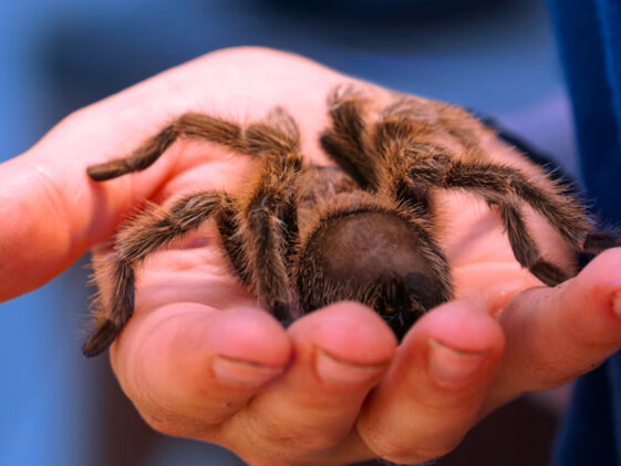 The 15 Best House Pets That Aren't Dogs Or Cats
