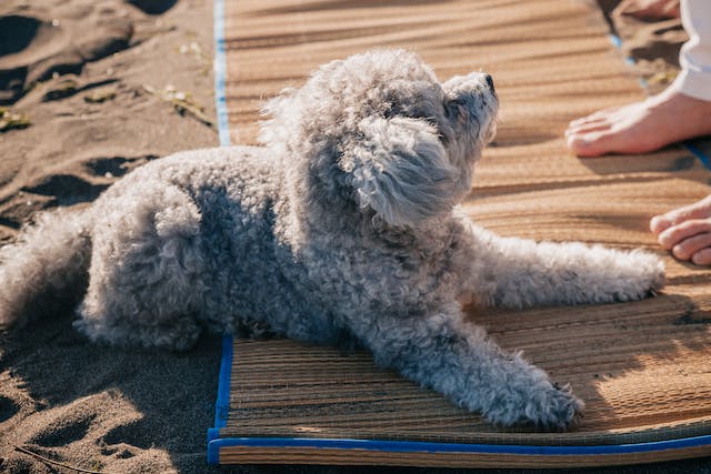 15 Best Dog Breeds for Introverts