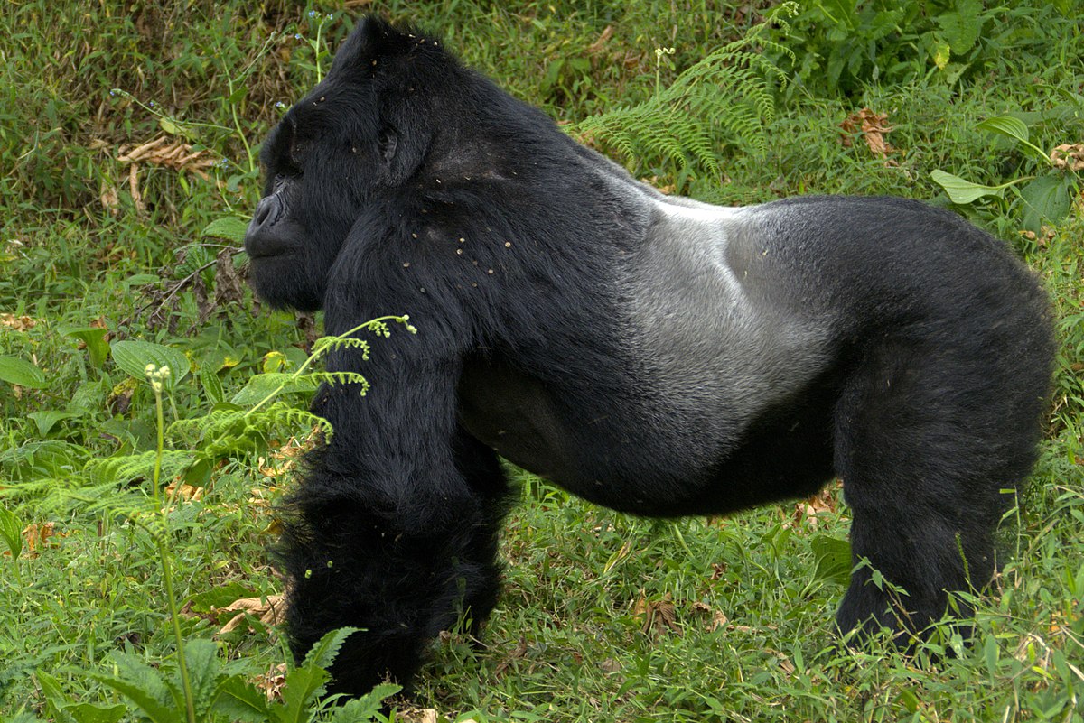 The 15 Biggest Animals in the World