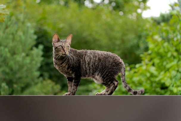 15 Strongest Cat Breeds