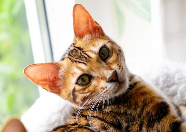15 Strongest Cat Breeds