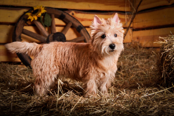 The 40 Most Snuggable Dog Breeds