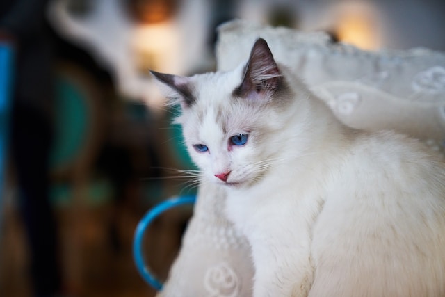 13 The Cuddliest, Most Affectionate Cat Breeds