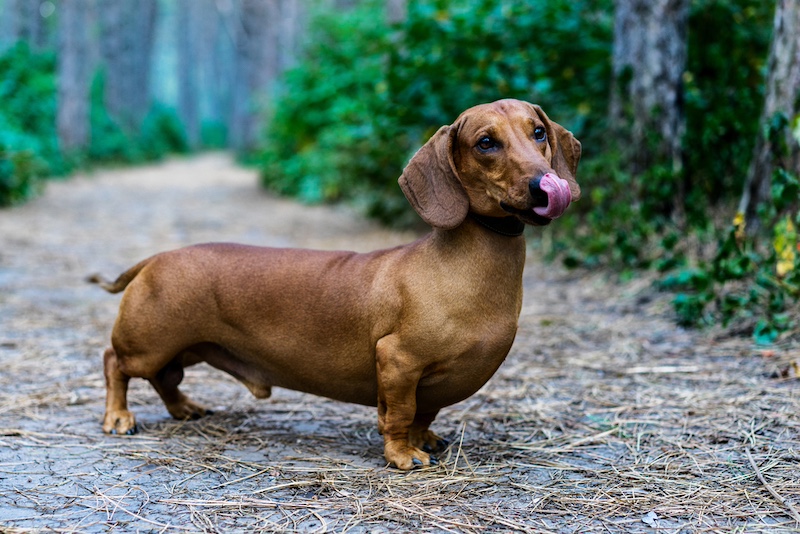 Top Small Dog Breeds You Can't Resist