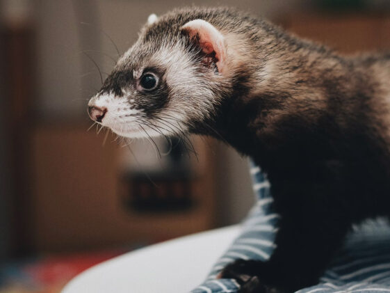 The 15 Best House Pets That Aren't Dogs Or Cats
