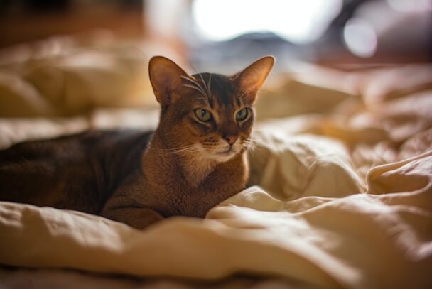 13 The Cuddliest, Most Affectionate Cat Breeds