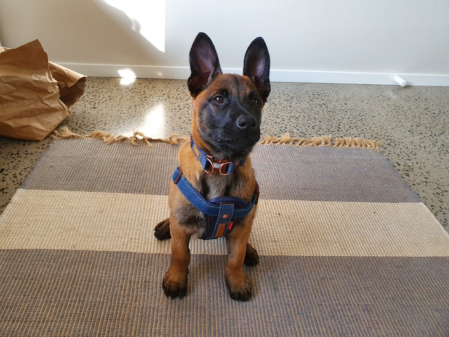 15 Shortest-Lived Dog Breeds