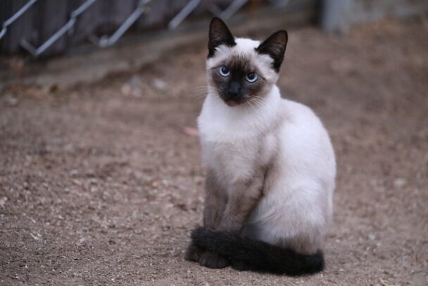 15 Strongest Cat Breeds