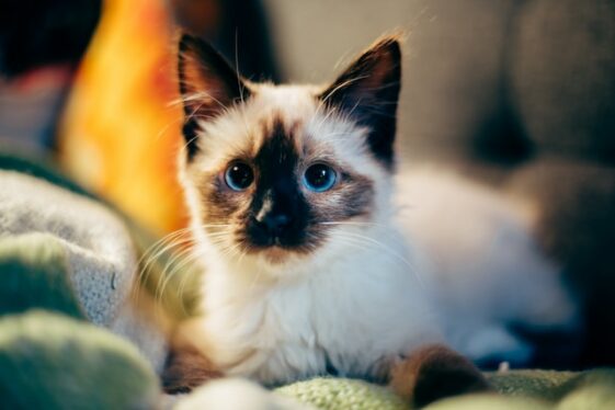 13 The Cuddliest, Most Affectionate Cat Breeds