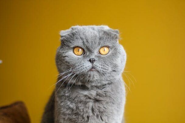 15 Strongest Cat Breeds