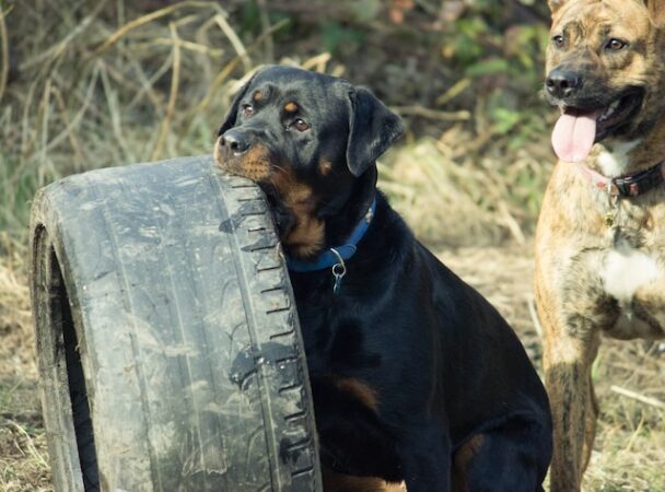14 Dog Breeds That Are Banned Around The World