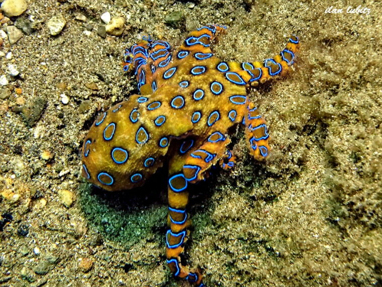 10 Most Venomous Animals On The Planet