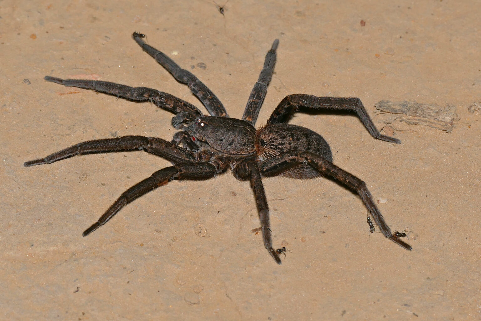 15 Largest Spiders in the World