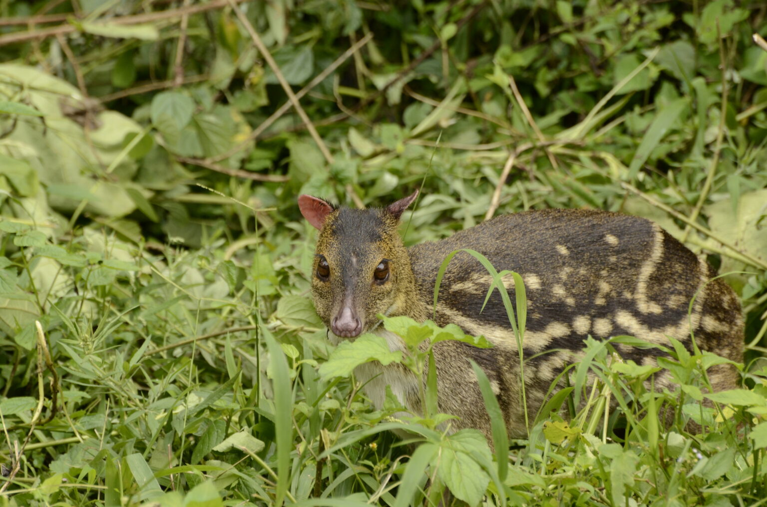 10 Facts About The Mouse Deer