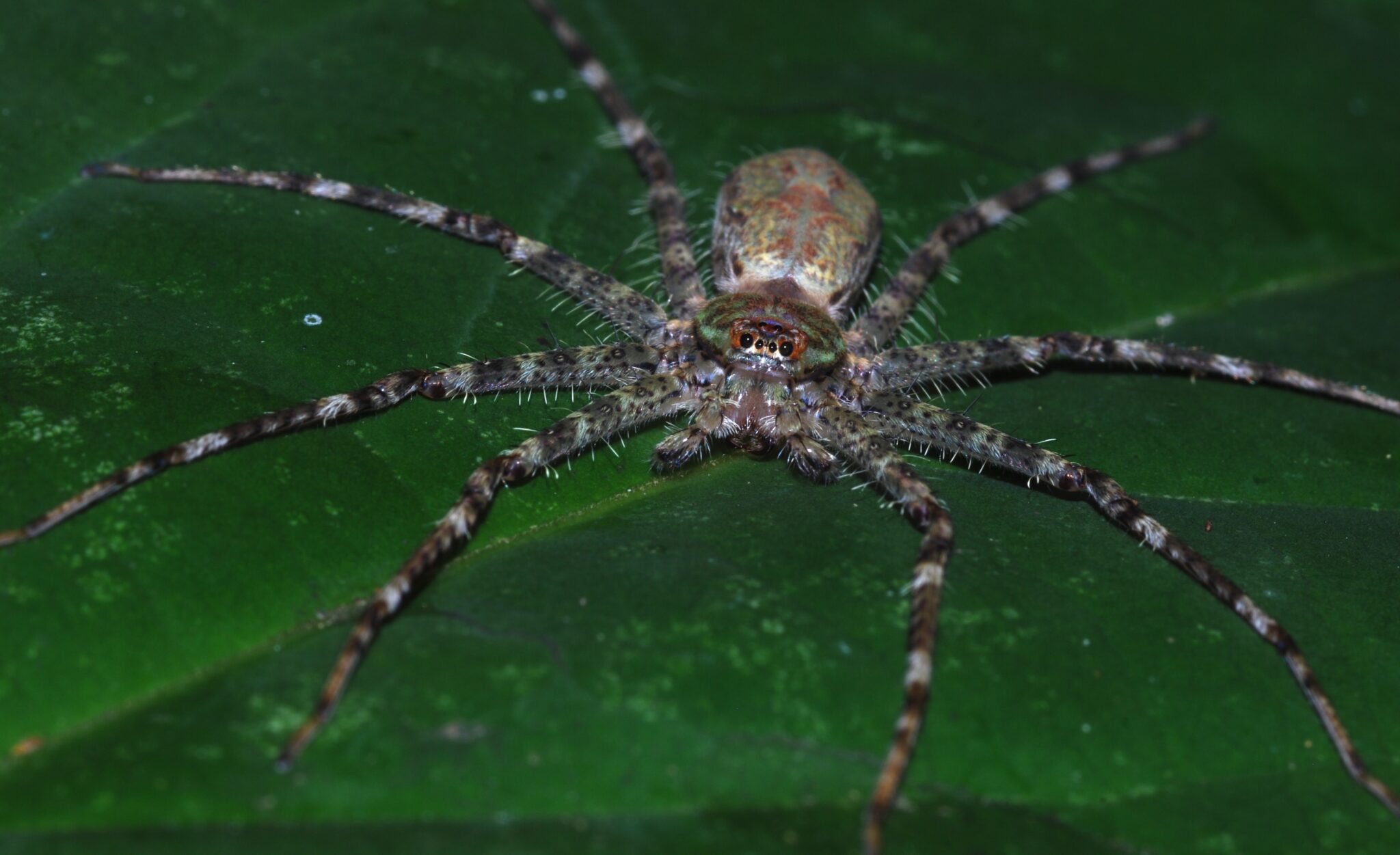 15 Largest Spiders in the World