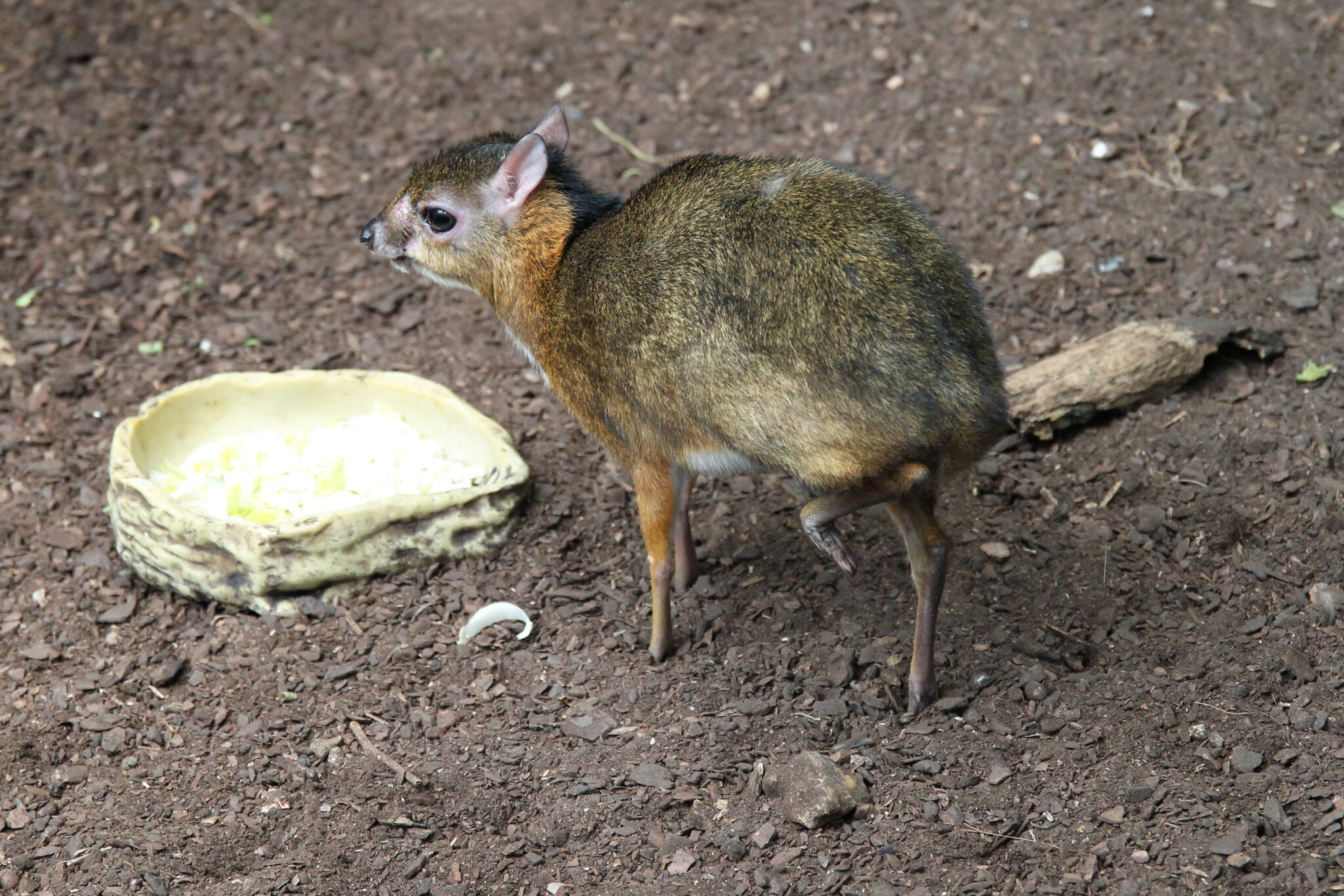 10 Facts About The Mouse Deer