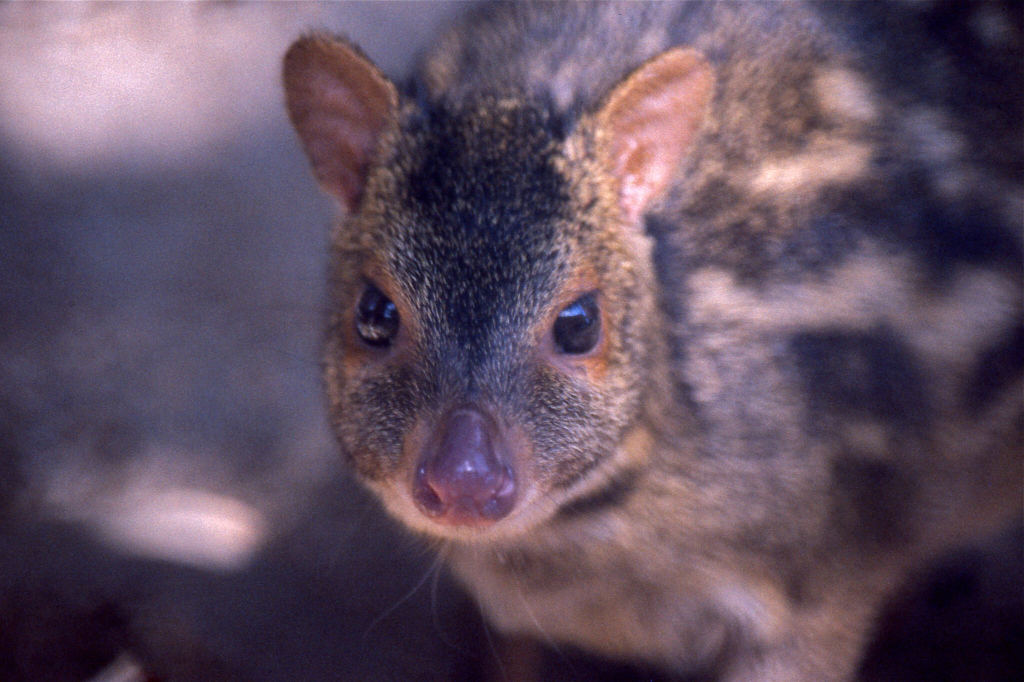 10 Facts About The Mouse Deer