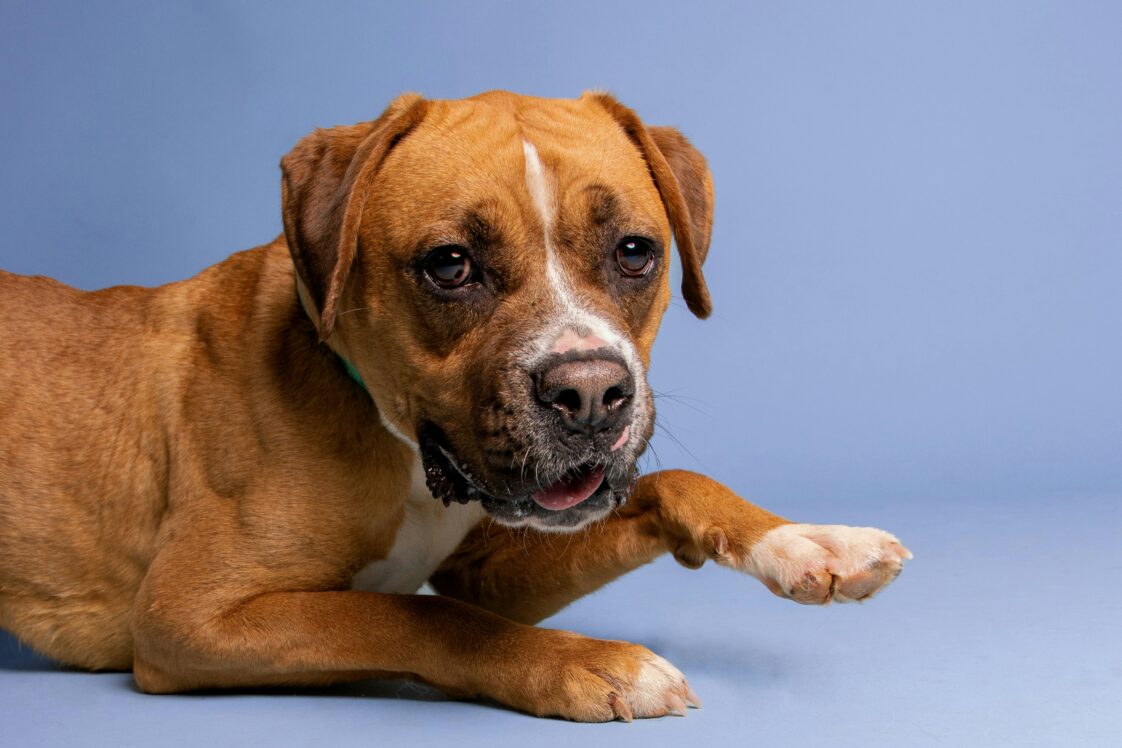 15 Dog Breeds That Slobber the Most