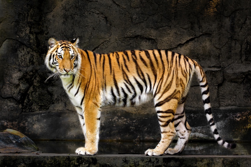 15 Animals That Will Be Extinct By 2050