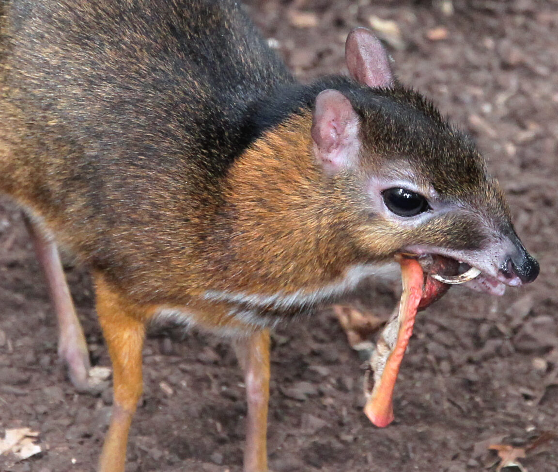 10 Facts About The Mouse Deer