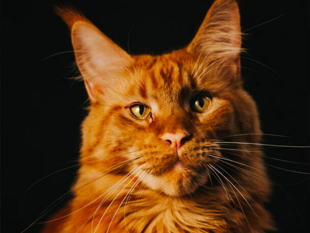 Discover the Top Orange Cat Breeds That Will Steal Your Heart