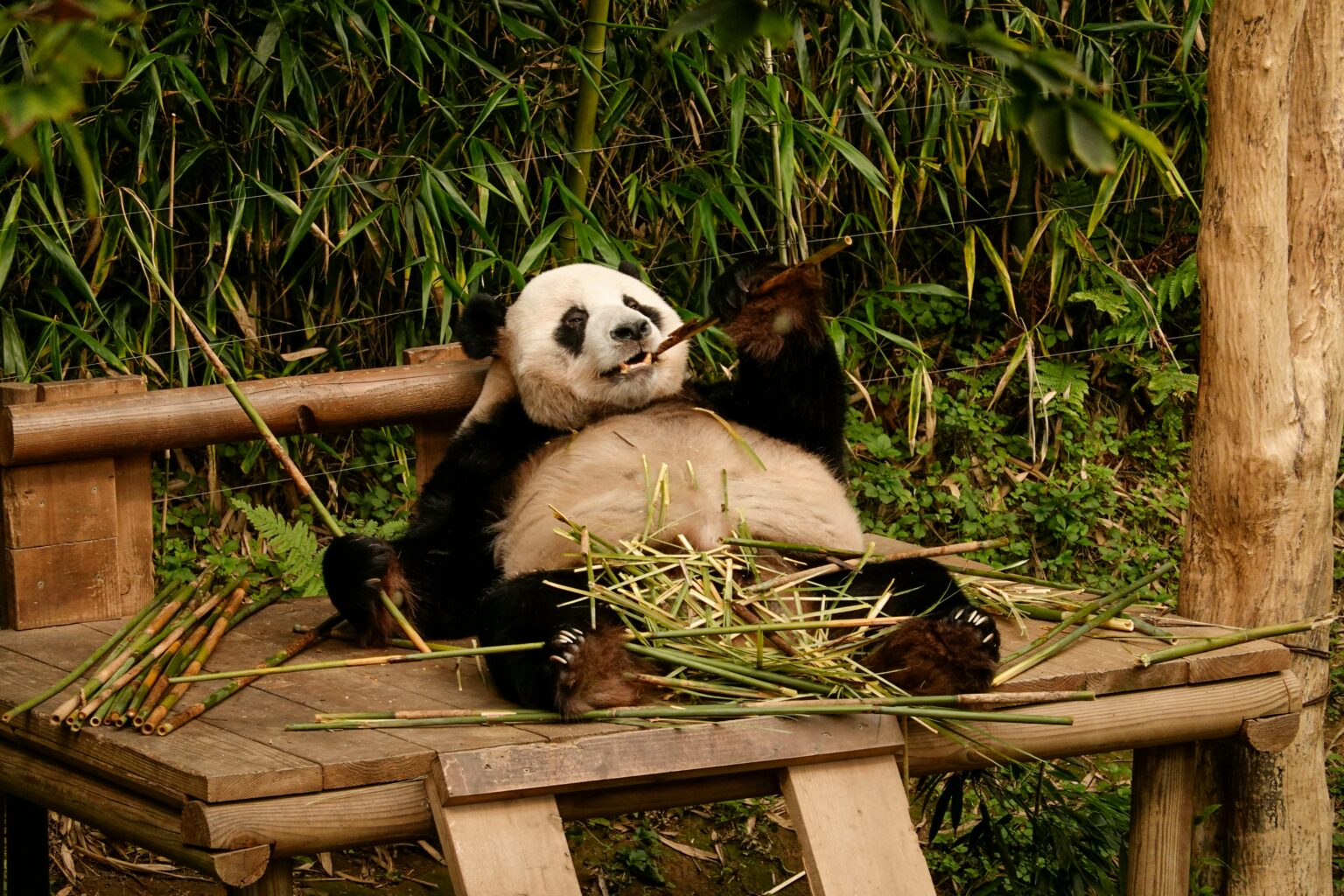 15 Facts About Pandas