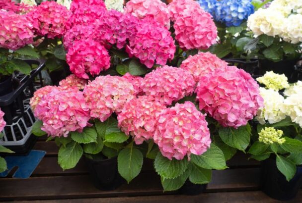 15 Eye-Catching Shrubs for a Magnificent Yard