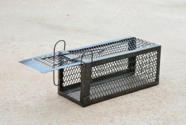 Mastering Mouse Trapping: Common Mistake to Avoid