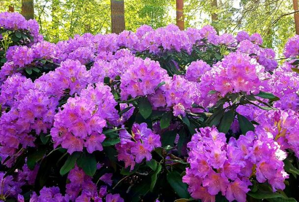 15 Eye-Catching Shrubs for a Magnificent Yard
