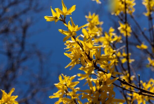 15 Eye-Catching Shrubs for a Magnificent Yard
