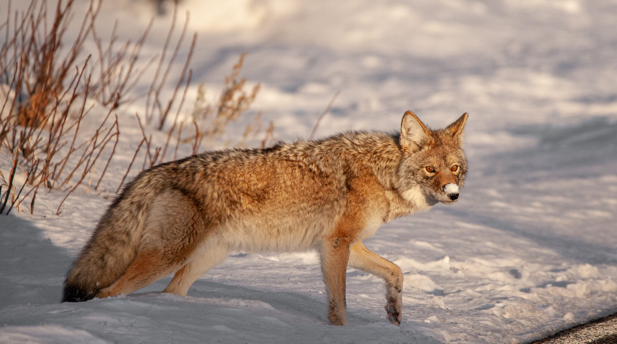 How Dangerous Are Coyotes?