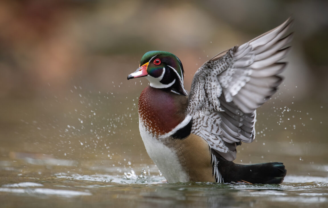 10 Facts About Wood Duck