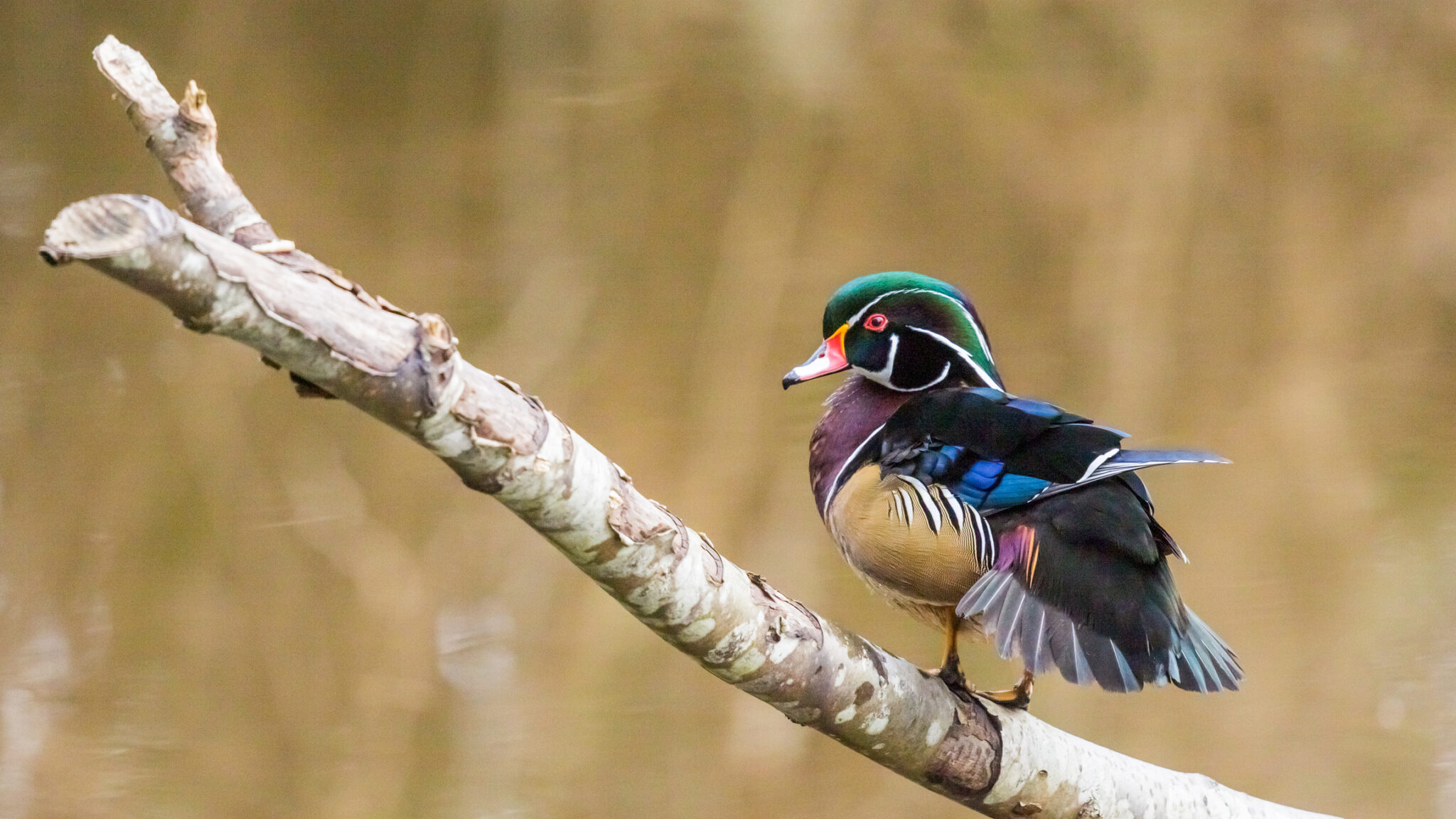 10 Facts About Wood Duck