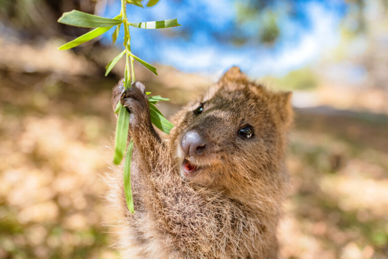 20 Most Friendly Wild Animals In The World