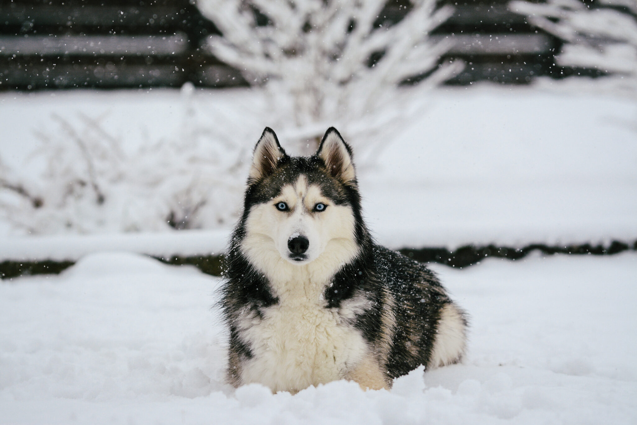 10 Incredible Facts About The Siberian Husky