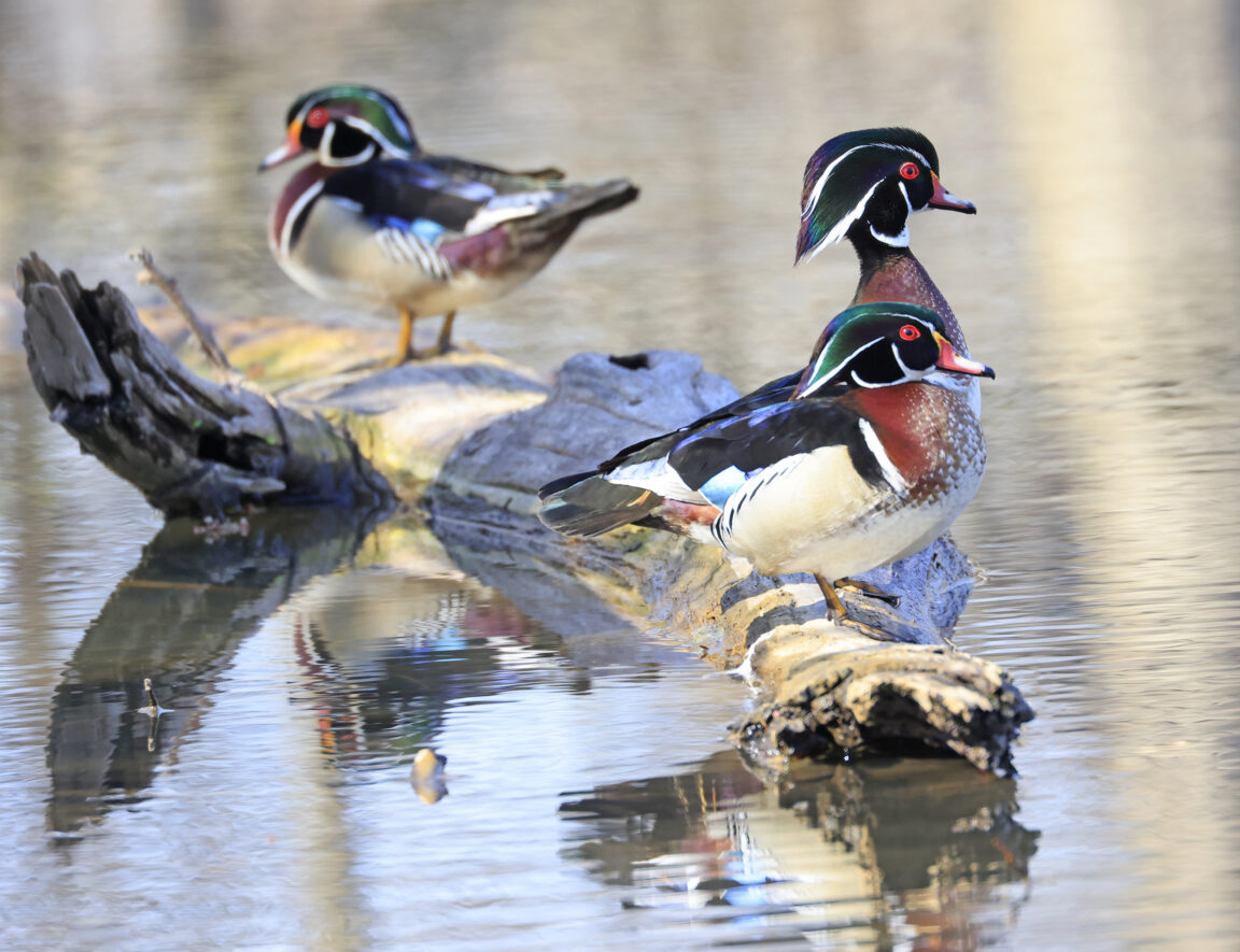 10 Facts About Wood Duck