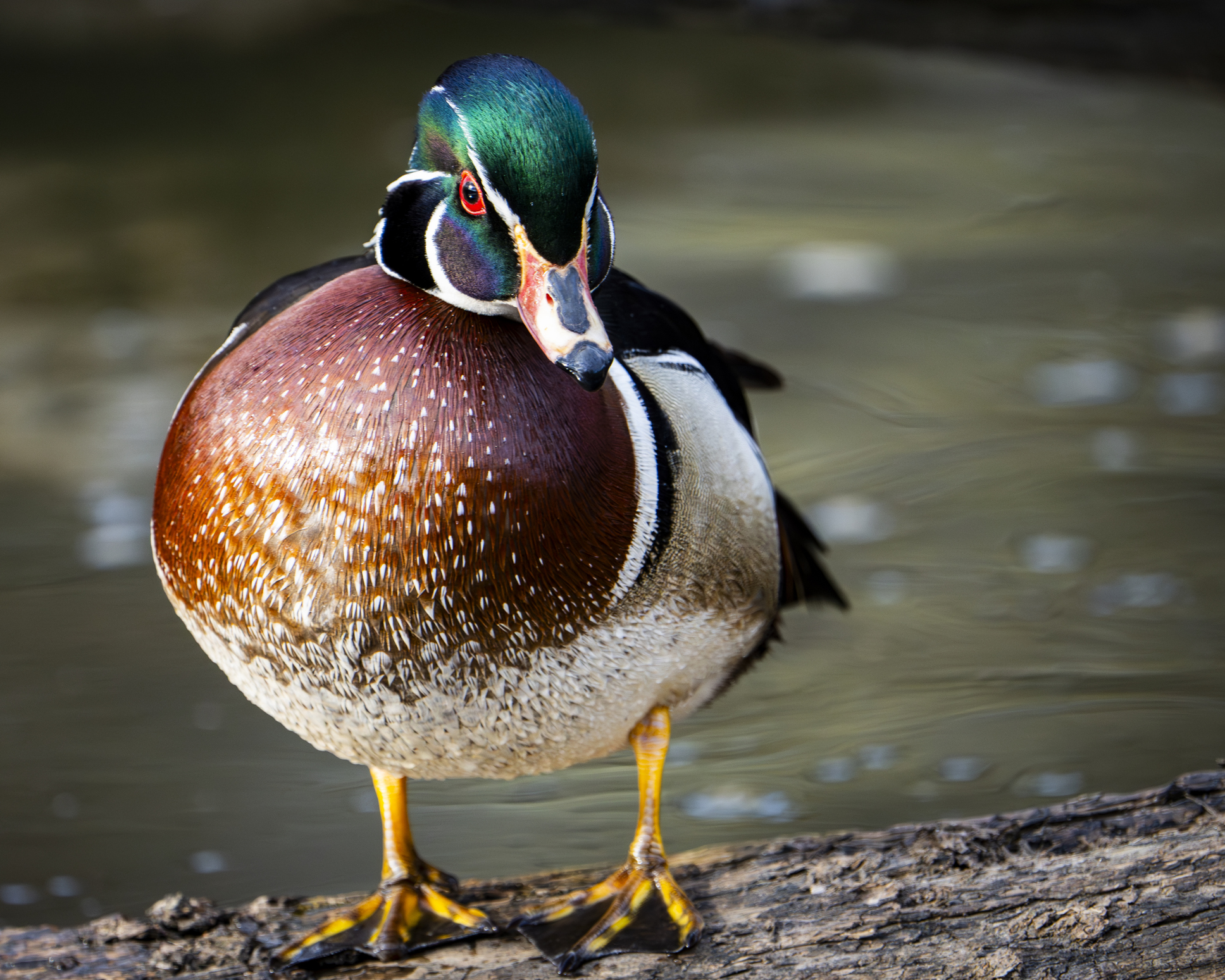 10 Facts About Wood Duck