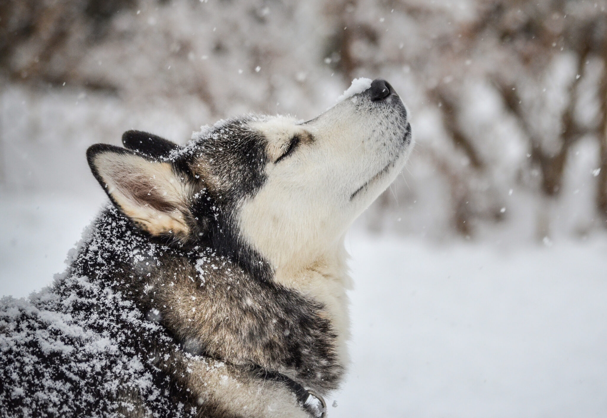 10 Incredible Facts About The Siberian Husky