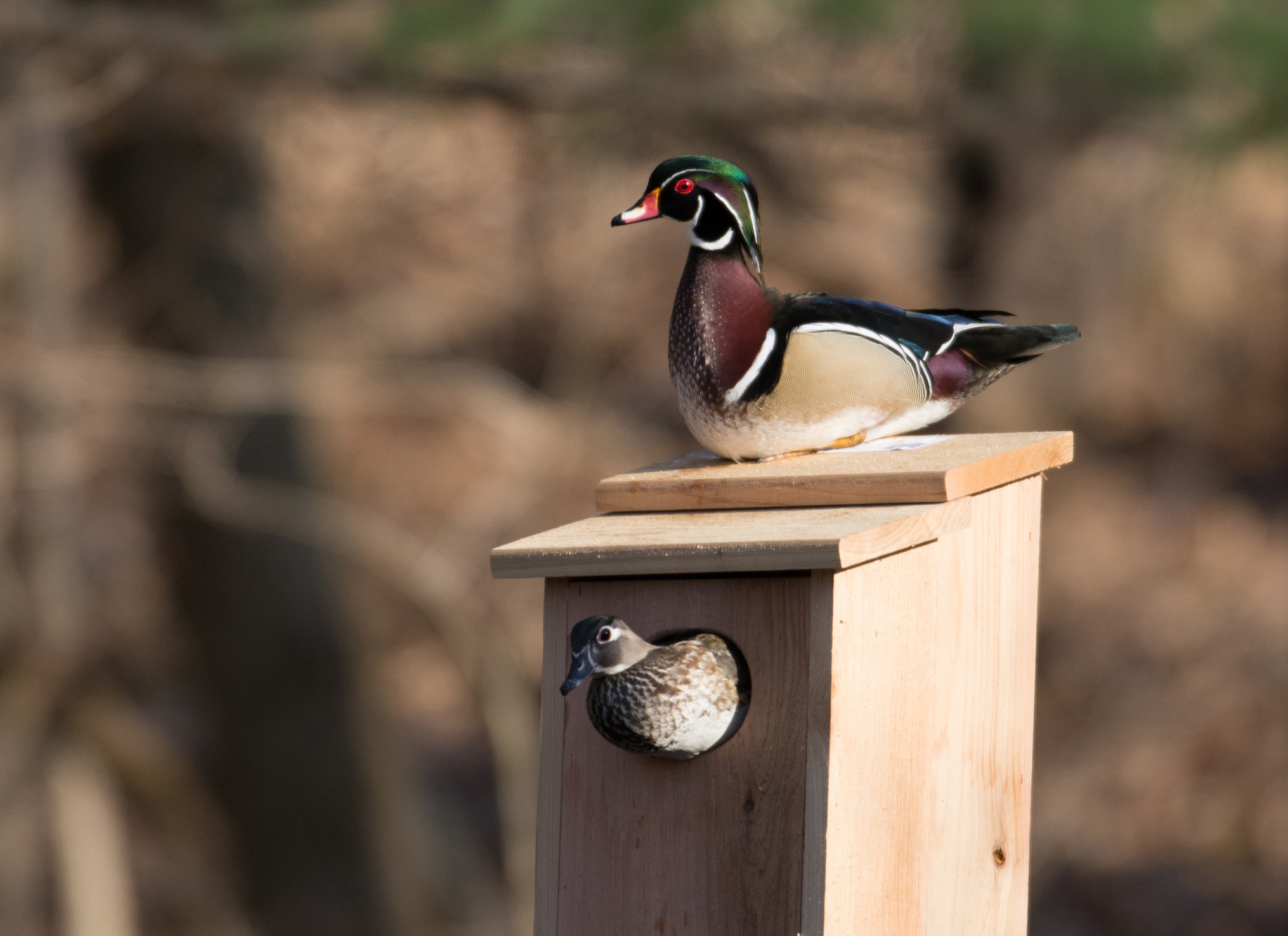 10 Facts About Wood Duck