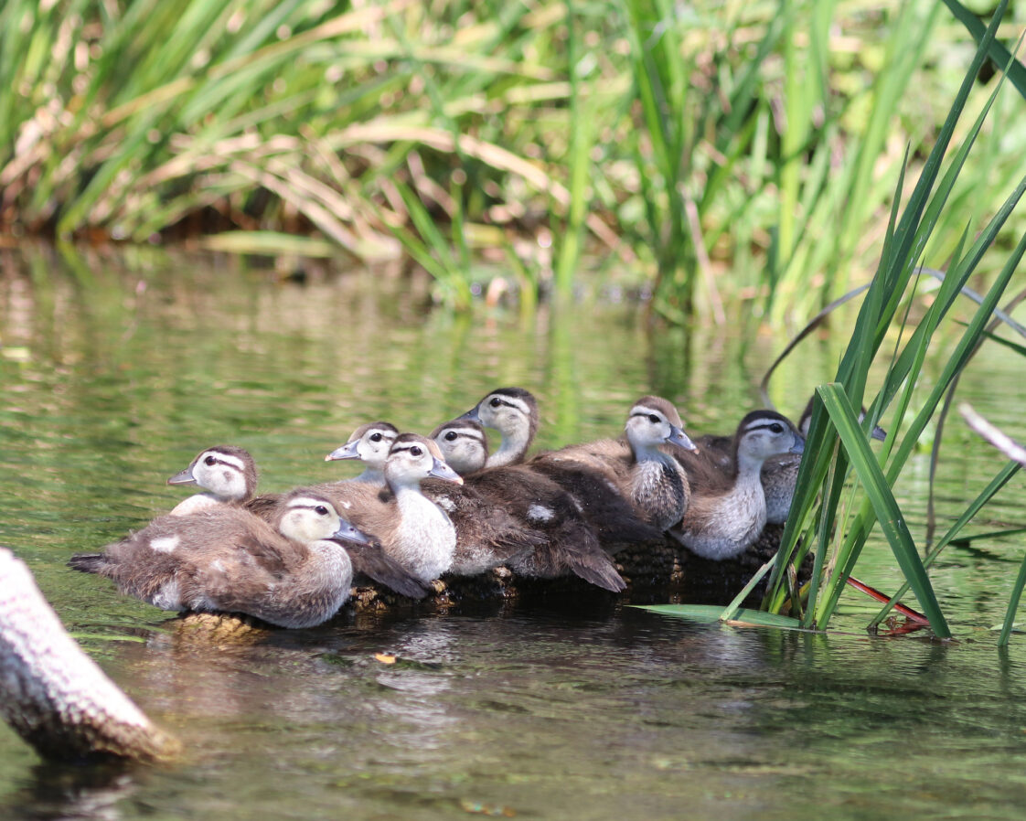 10 Facts About Wood Duck